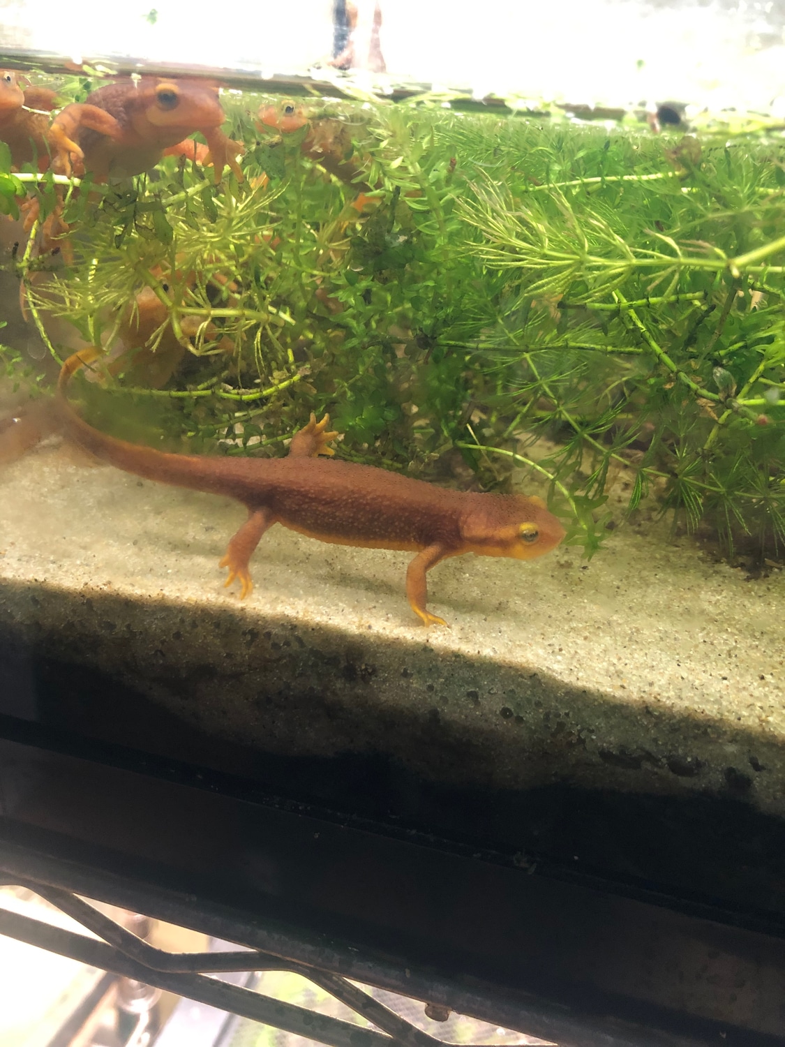 Cb Rough Skin Newt by SoCal PAWS N’ CLAWS - MorphMarket