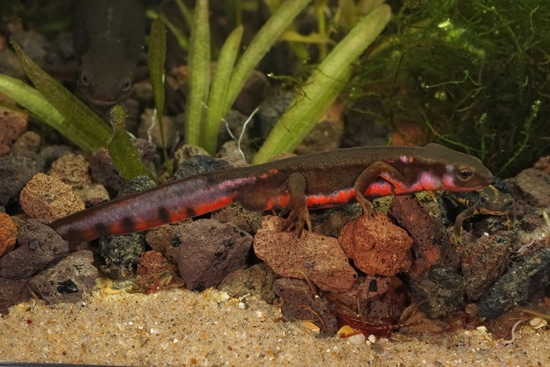 Blue Tailed Fire Bellied Newt by SoCal PAWS N’ CLAWS