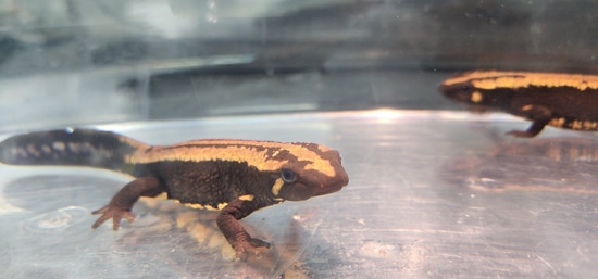 23 Laos Warty Newt by SoCal PAWS N’ CLAWS