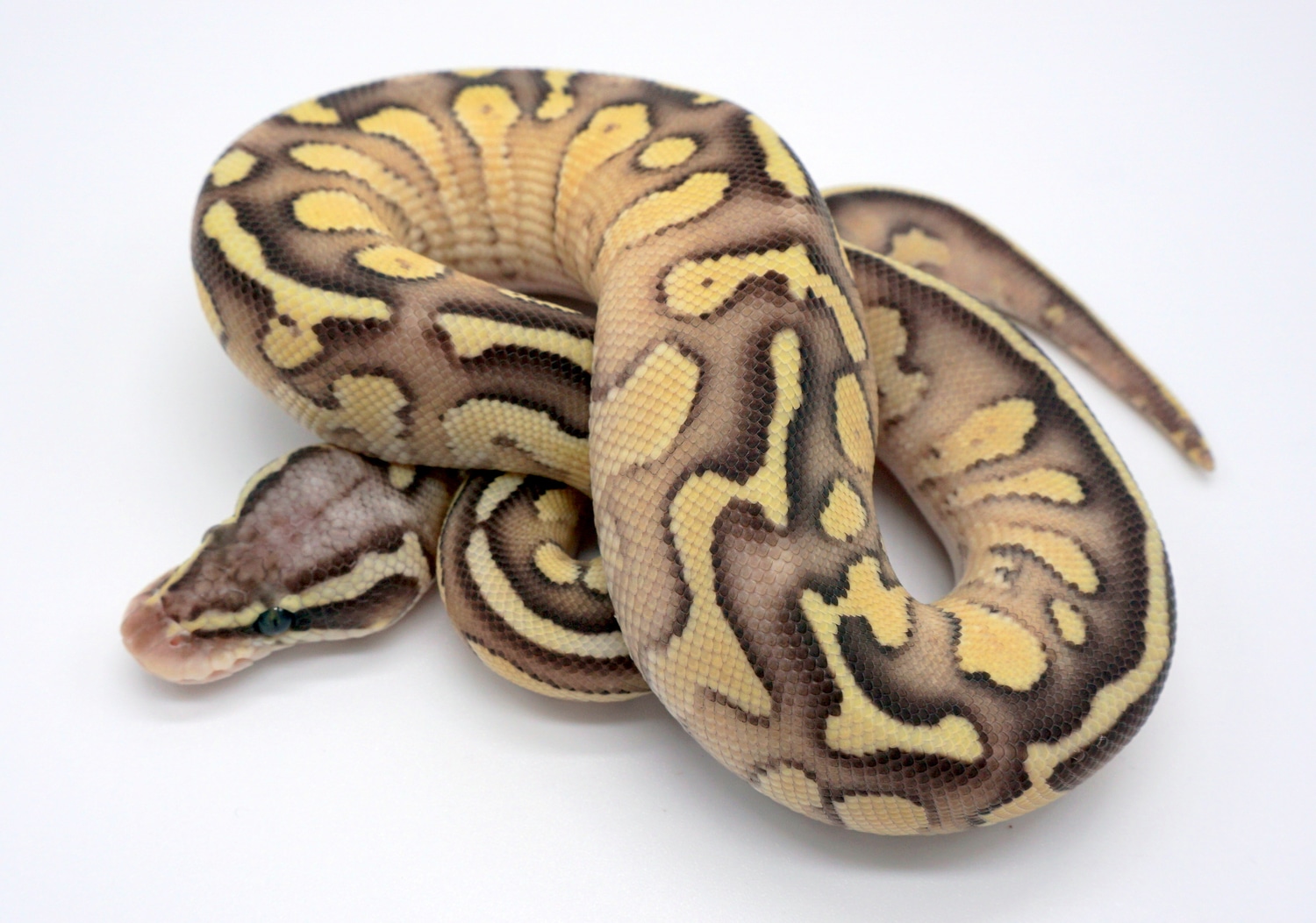SUPER PASTEL ENCHI BUTTER Poss FIRE Ball Python by Loren Morales ...