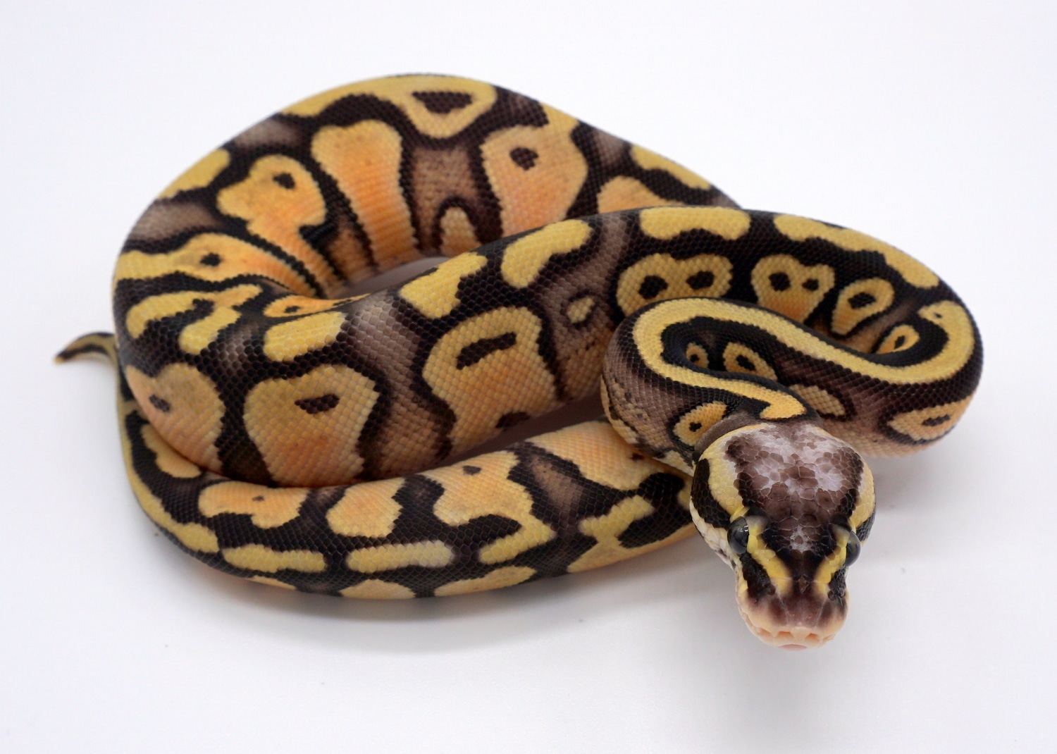 SCALELESS HEAD SUPER PASTEL Poss FIRE Ball Python by Loren Morales Reptiles - MorphMarket