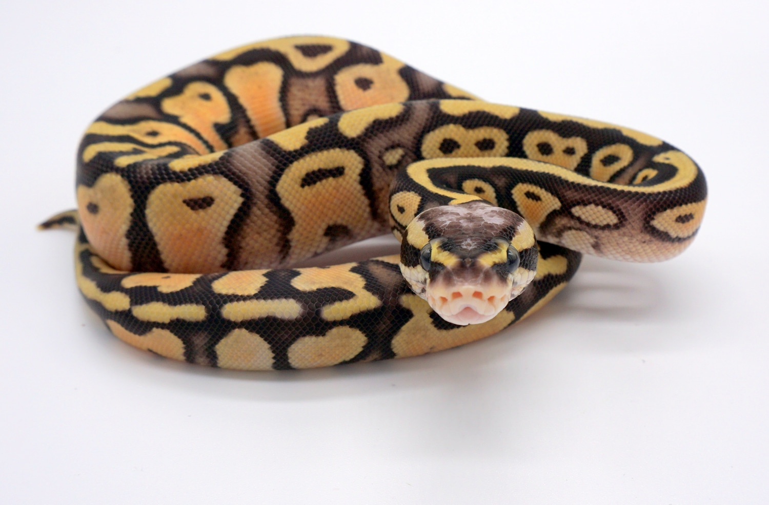 SCALELESS HEAD SUPER PASTEL Poss FIRE Ball Python by Loren Morales ...