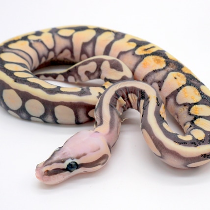 Paradox Banana Freeway Poss Orange Dream Ball Python by Loren Morales ...
