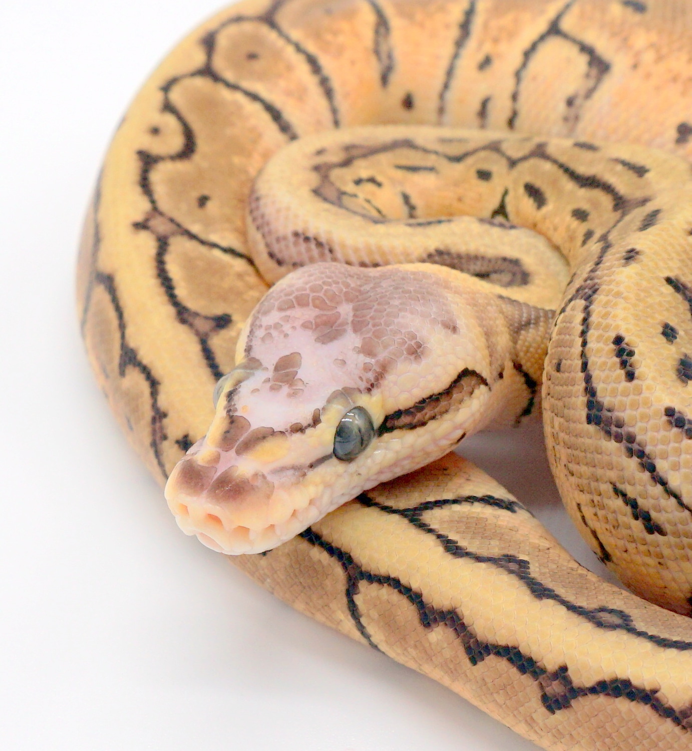 Scaleless Head Killer Blast Ball Python by Loren Morales Reptiles ...