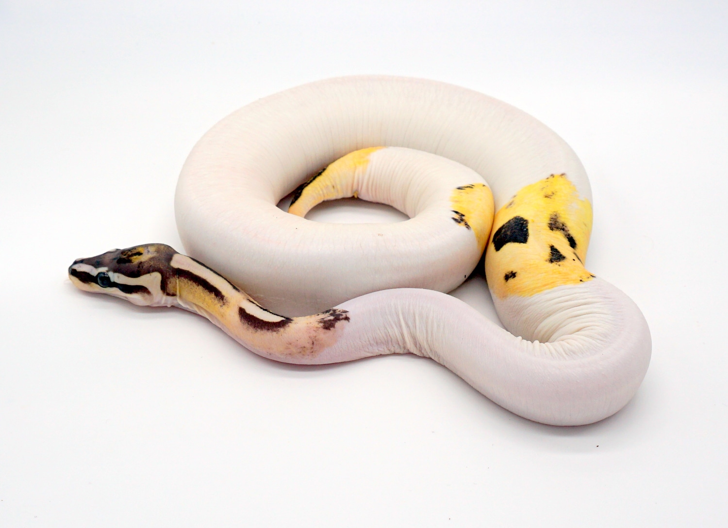 Scaleless Piebald Ball Python by Loren Morales Reptiles - MorphMarket