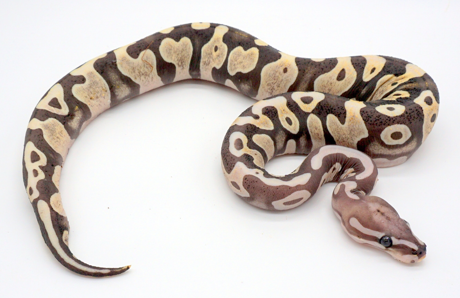 Scaleless 66% Het Piebald Ball Python by Loren Morales Reptiles ...