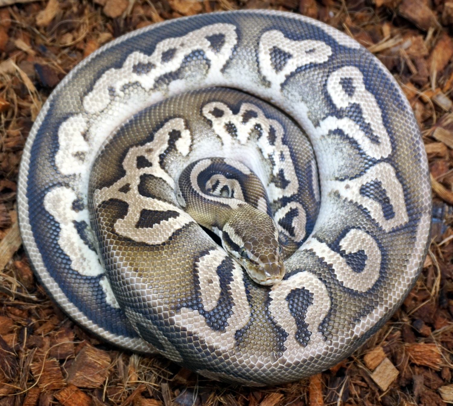 Pastel Leopard Mojave Poss. Yellowbelly Ball Python by Loren Morales ...