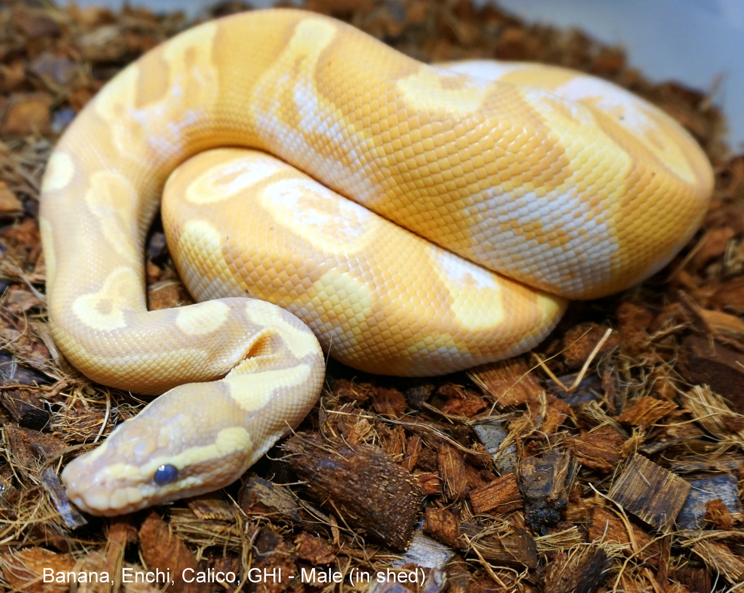 Banana Enchi Calico GHI Ball Python by Loren Morales Reptiles - MorphMarket