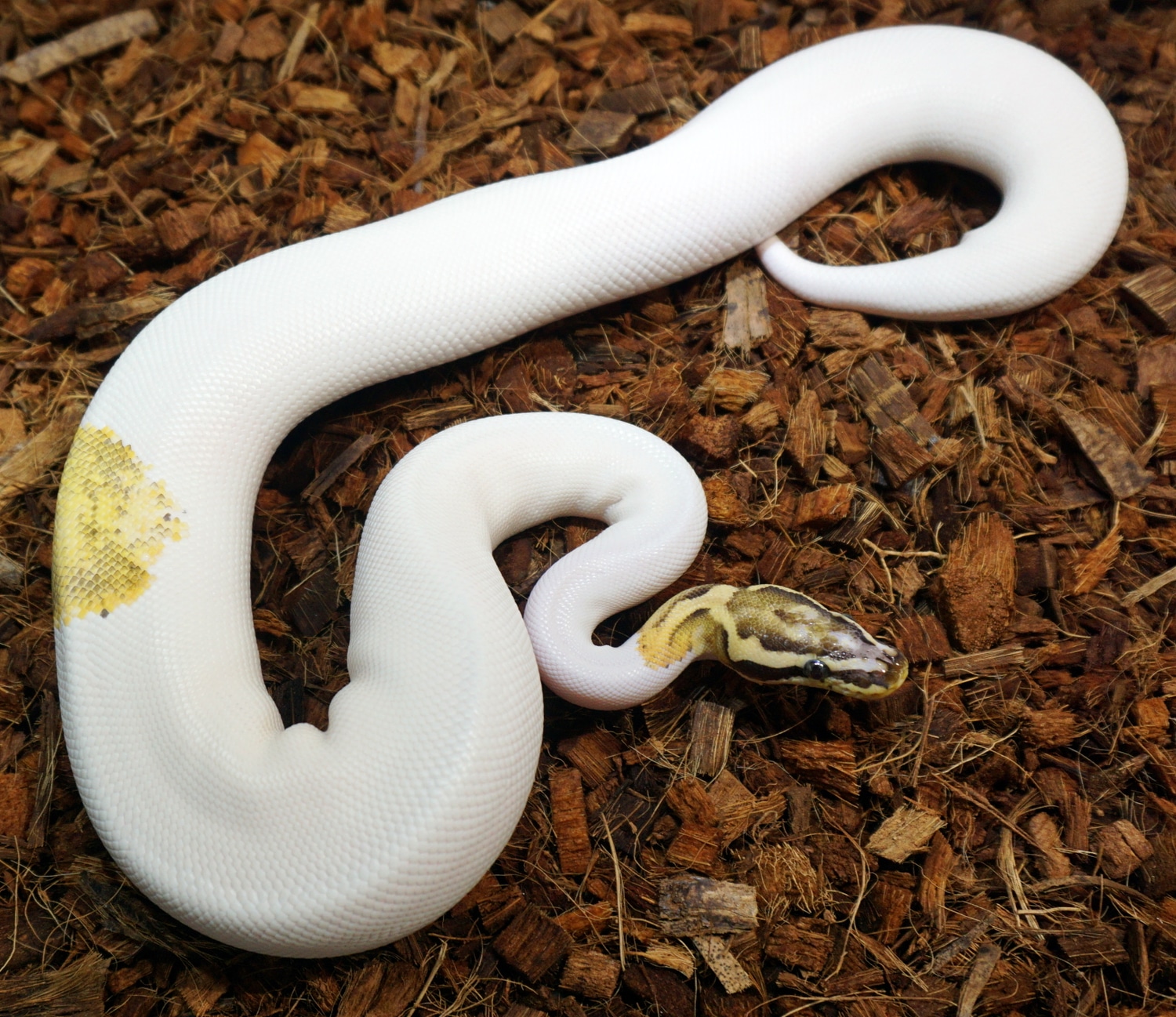 Scaleless Head Pastel Enchi Fire Piebald Ball Python by Loren Morales ...
