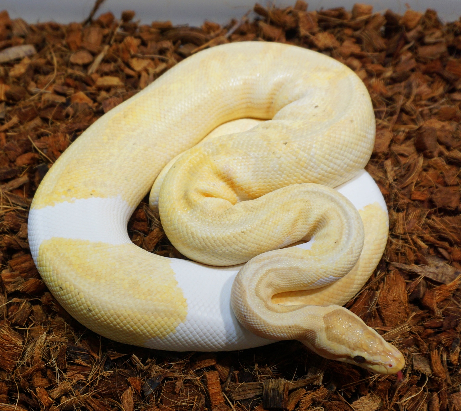 Pastel Banana Enchi Fire Pied Ball Python by Loren Morales Reptiles ...