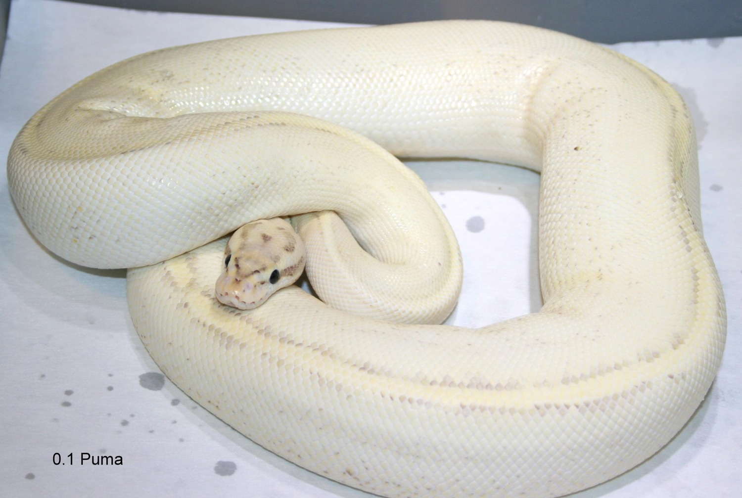 PUMA (Proven Breeder) Female Ball Python by Loren Morales Reptiles ...