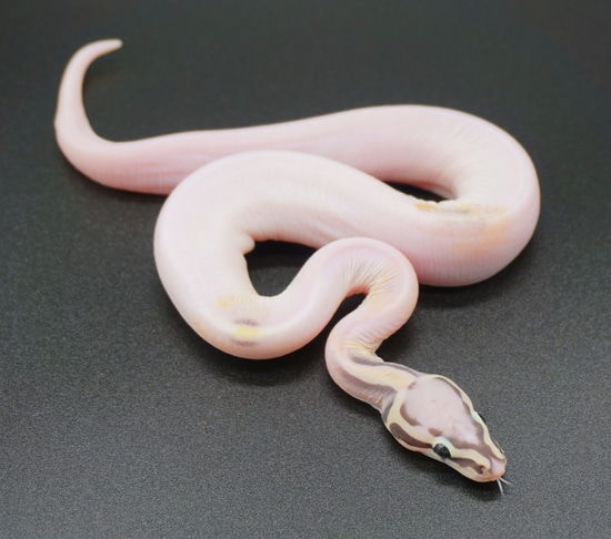 Super Pastel Scaleless Piebald Ball Python by Loren Morales Reptiles