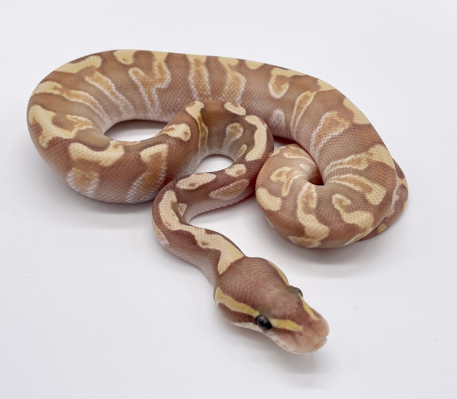 Banana Mojave Ghi Ball Python by Loren Morales Reptiles - MorphMarket