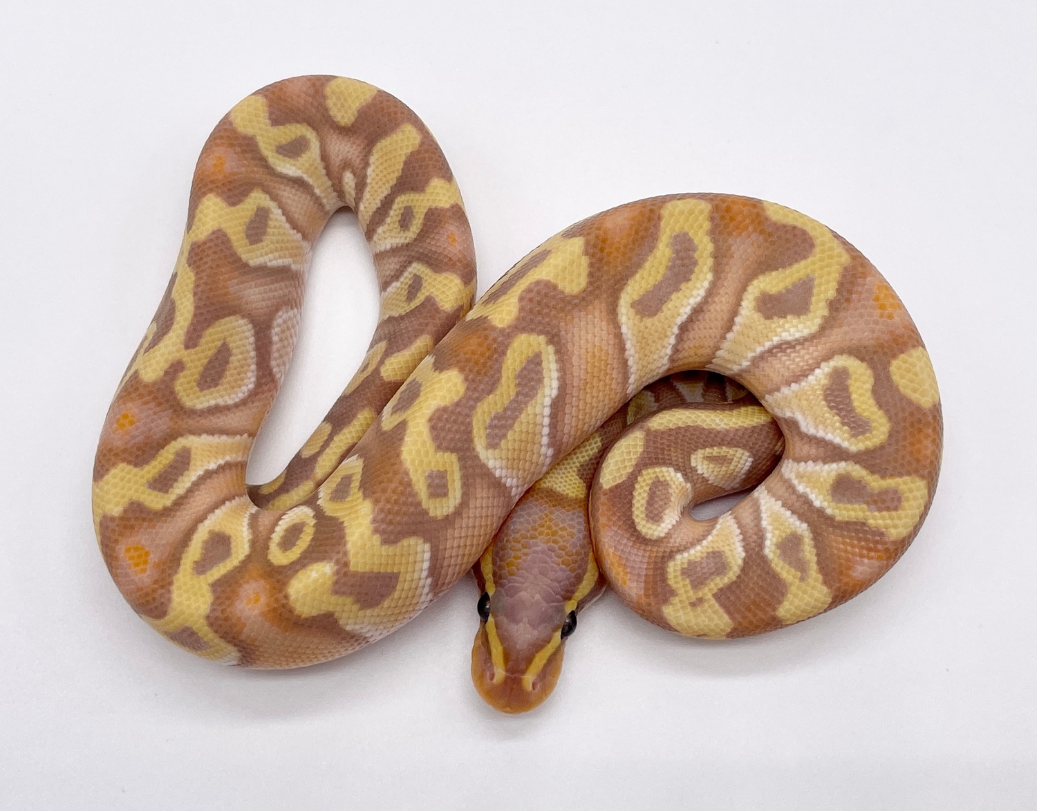 Banana Enchi Mojave Ball Python by Loren Morales Reptiles - MorphMarket