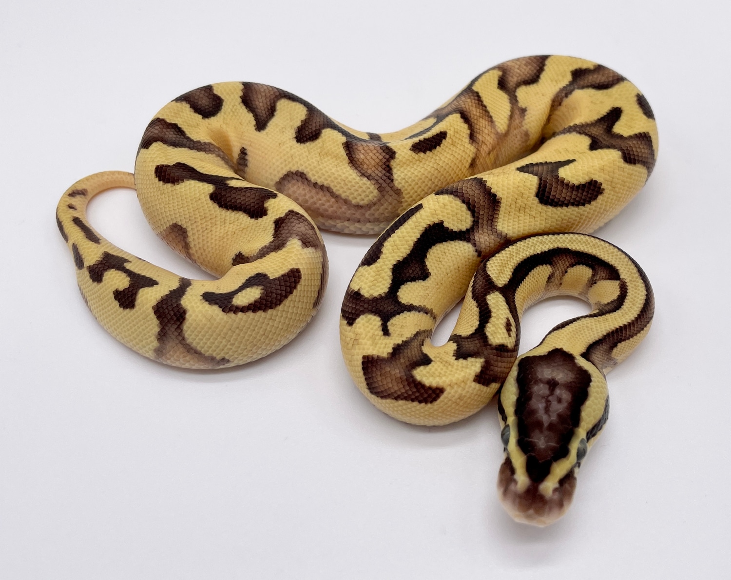 PASTEL ENCHI FIRE Het PIEBALD Ball Python by Loren Morales Reptiles ...