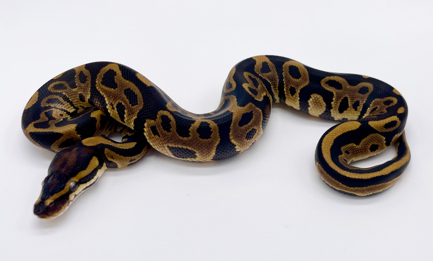 YELLOWBELLY Or ASPHALT Plus Ball Python by Loren Morales Reptiles ...