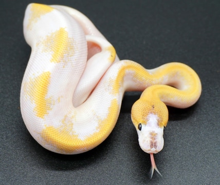 Paradox Banana Freeway Poss Orange Dream Ball Python by Loren Morales ...