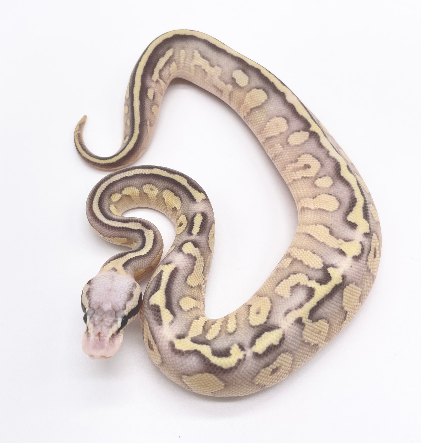 Super Pastel Enchi Butter Fire Ball Python by Loren Morales Reptiles ...