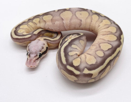 Scaleless Head Pastel Enchi Butter Fire Ball Python by Loren Morales ...