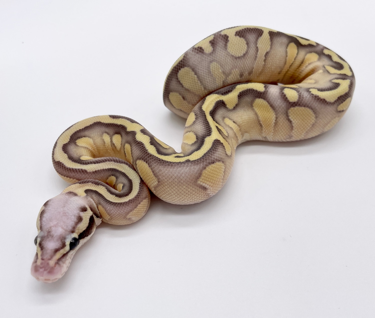 Scaleless Head Pastel Enchi Butter Fire Ball Python by Loren Morales ...