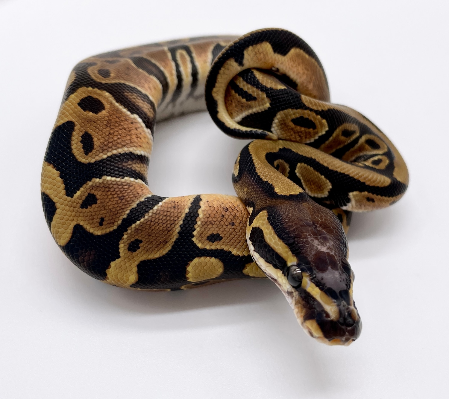 Scaleless Head Ball Python by Loren Morales Reptiles - MorphMarket