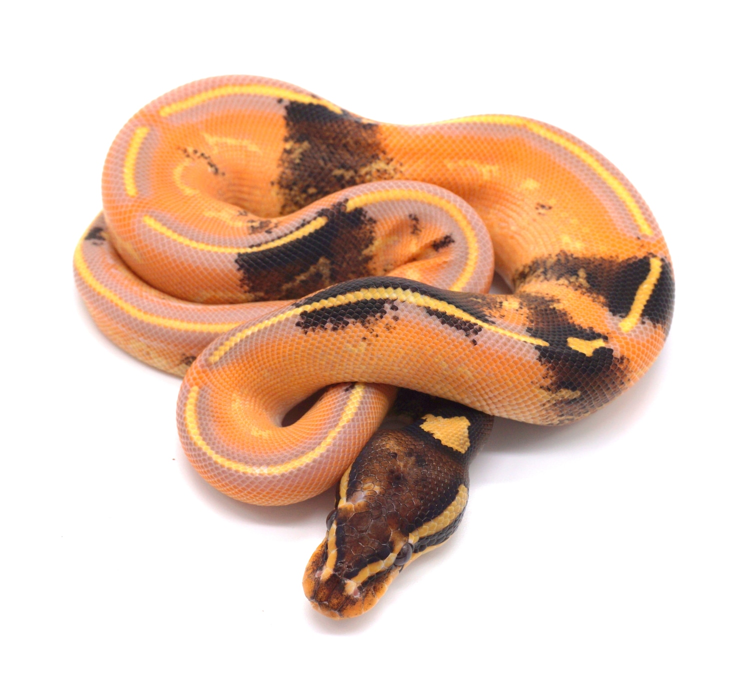 Paradox Banana Freeway Poss Orange Dream Ball Python by Loren Morales ...