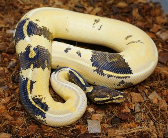 Paradox Banana Freeway Poss Orange Dream Ball Python by Loren Morales ...