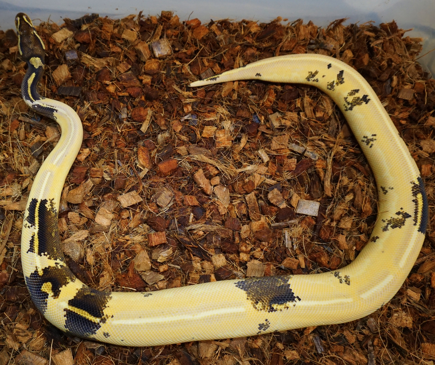 Paradox Banana Freeway Poss Orange Dream Ball Python by Loren Morales ...