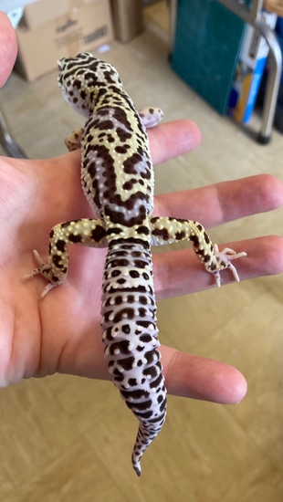 Lavender Mac Snow Bold Leopard Gecko by Lorna’s Geckos