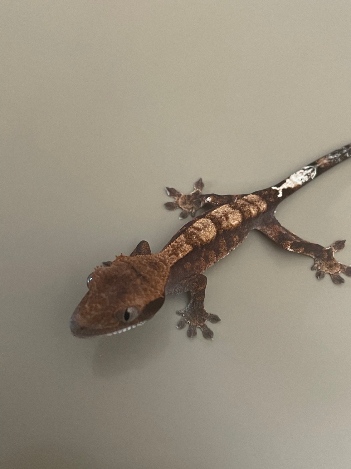 Possible Cappuccino Crested Gecko by Geckie Geckos - MorphMarket