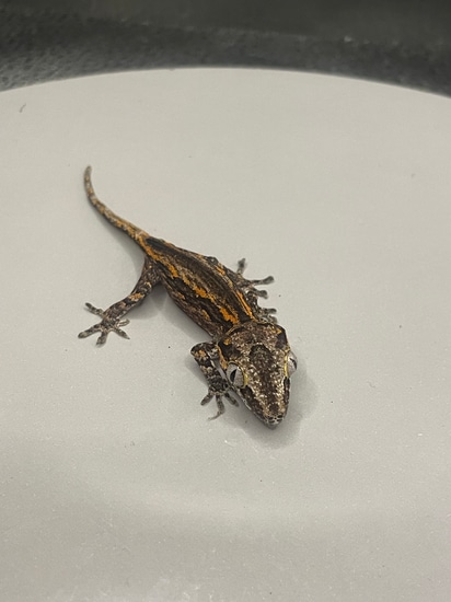 Unsex Gargoyle Gecko Red/orange by Geckie Geckos