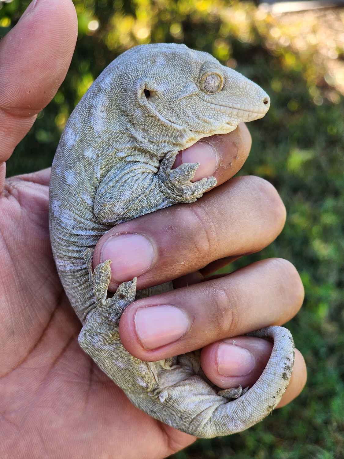 Nuu Ana X Nuu Ami Gecko Leachianus Gecko by LA Geckos - MorphMarket