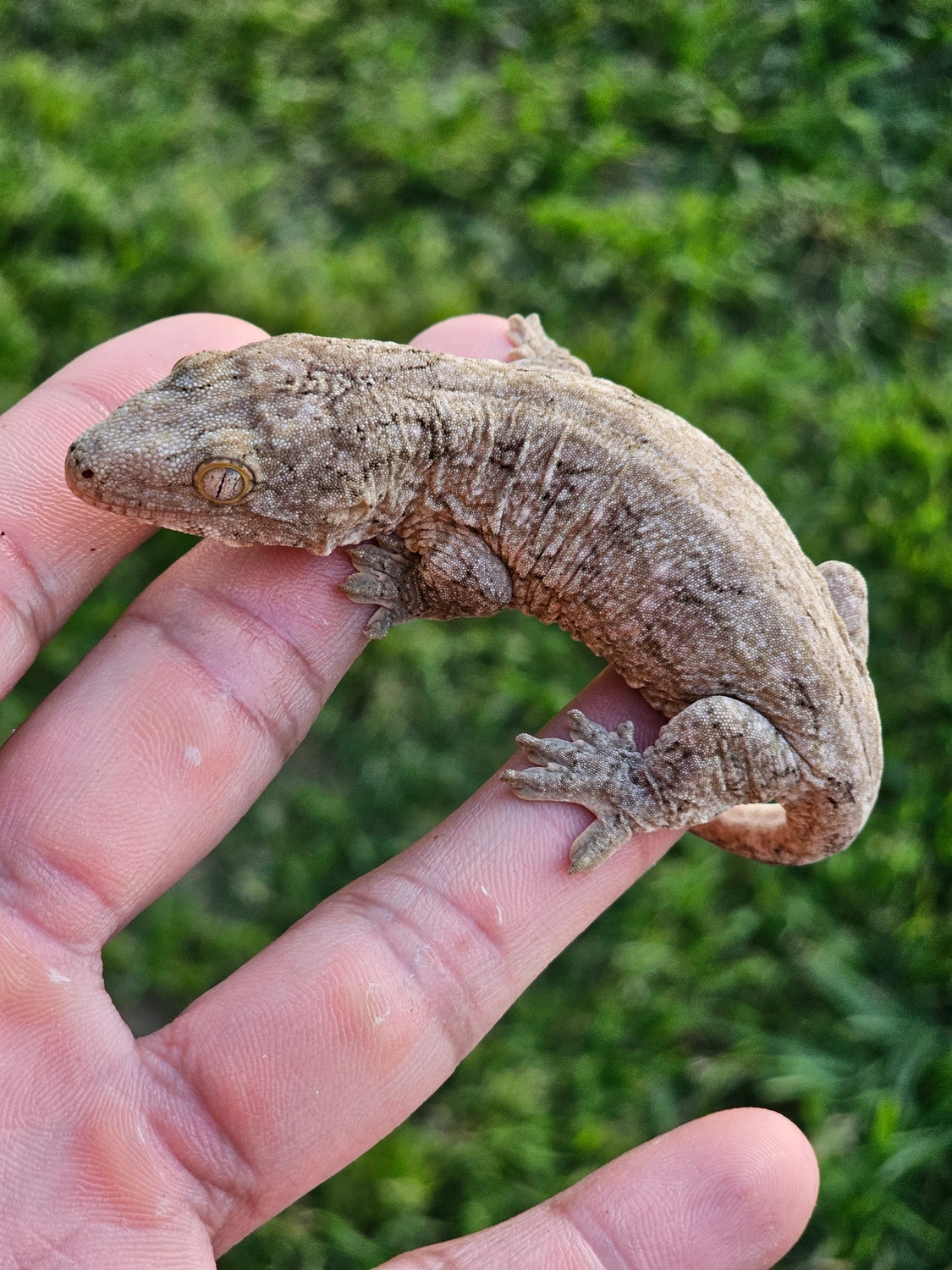 Nuu Ami × Nuu Ana Leachianus Gecko by LA Geckos - MorphMarket