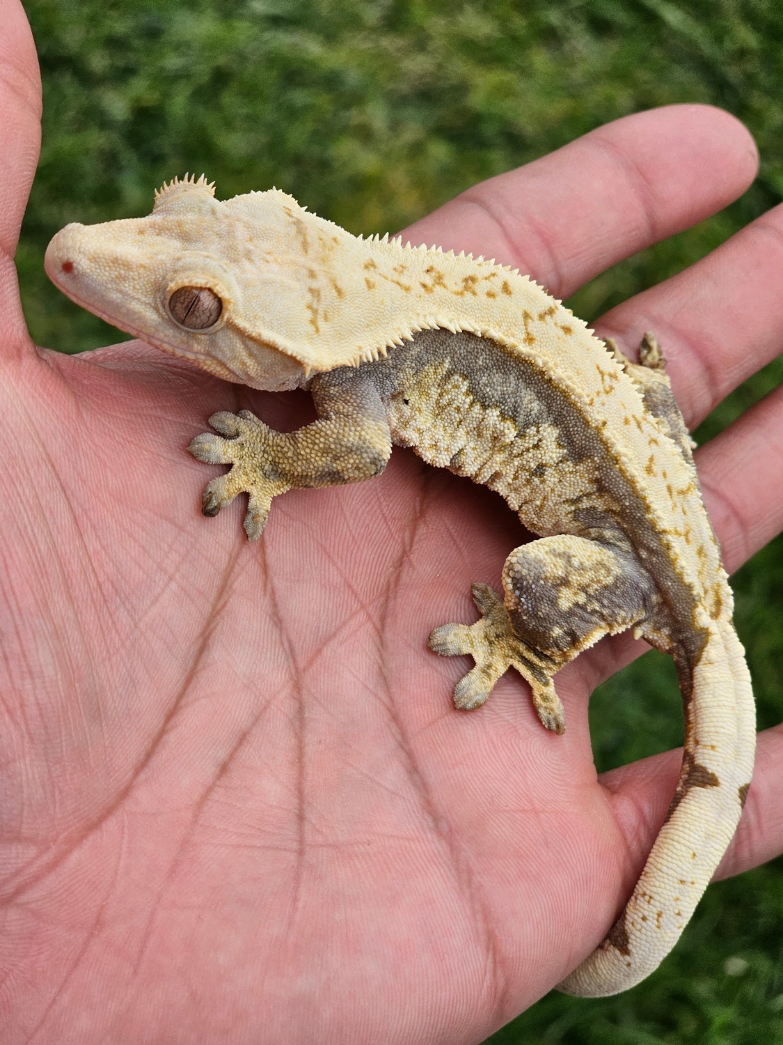 Pet Only 3 Legged Crested Gecko by LA Geckos - MorphMarket