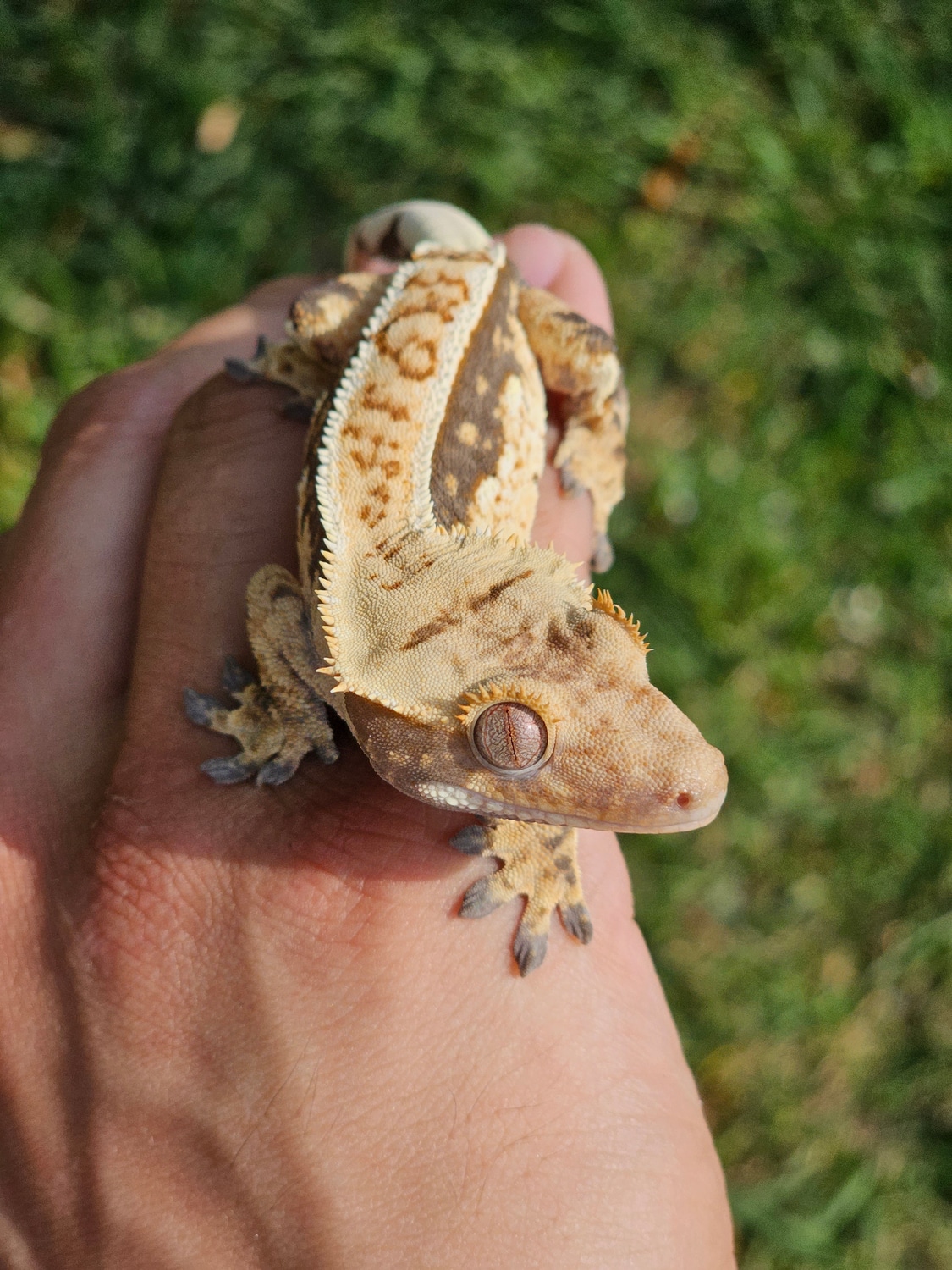 High Contrast Pinstripe Crested Gecko by LA Geckos - MorphMarket