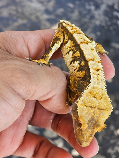 Crested Gecko Trio Pack by LA Geckos