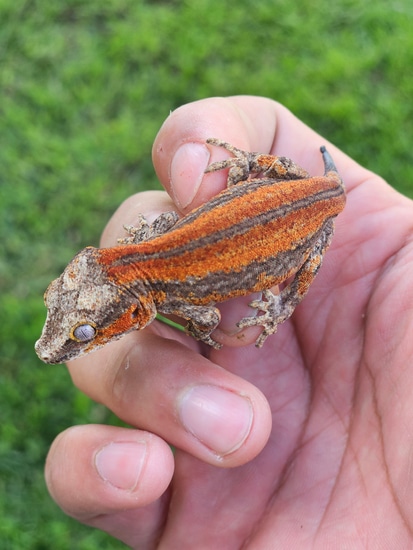 Deadpool Line Redstripe Gargoyle Gecko by LA Geckos