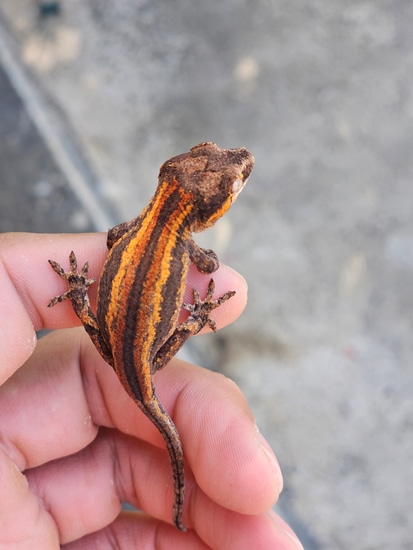 Deadpool Lineage Redstripe Gargoyle Gecko by LA Geckos