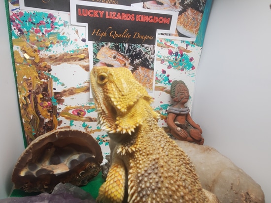 Genetics For Hypo Citrus, Trans, Blue Bars, Unsexed, Juvi Holdback ...