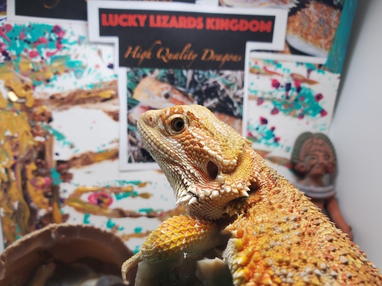 Genetics For Hypo Citrus, Trans, Blue Bars, Unsexed, 2023 Holdback Juvi ...