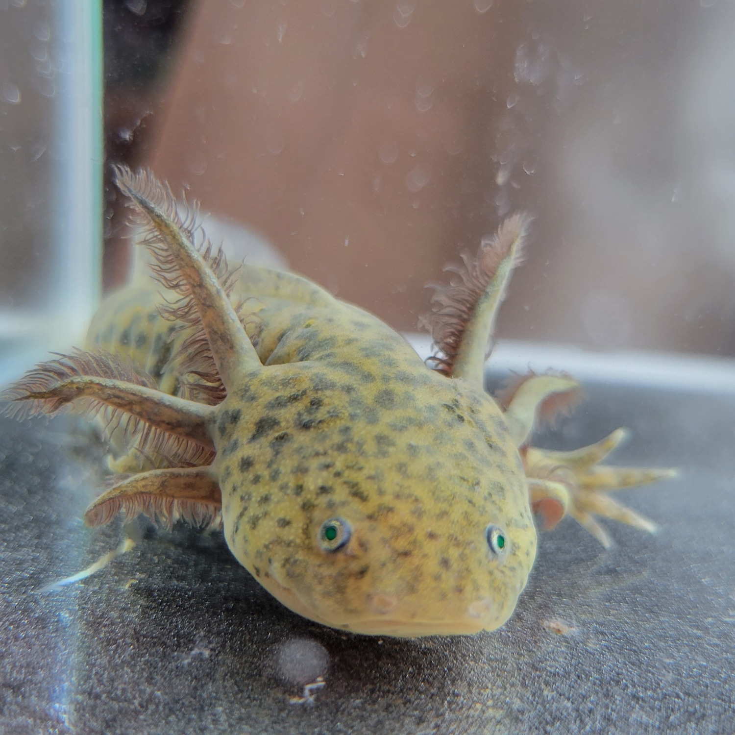 5-6" GFP Wild Type Axolotl by Lost on a Mountain Axolotls - MorphMarket