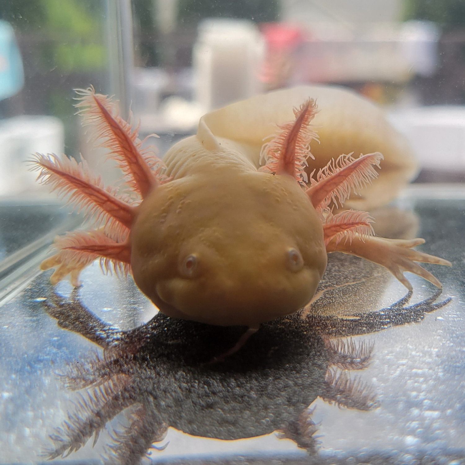 5-6" Golden Albino/Copper Golden Albino Axolotl by Lost on a Mountain ...