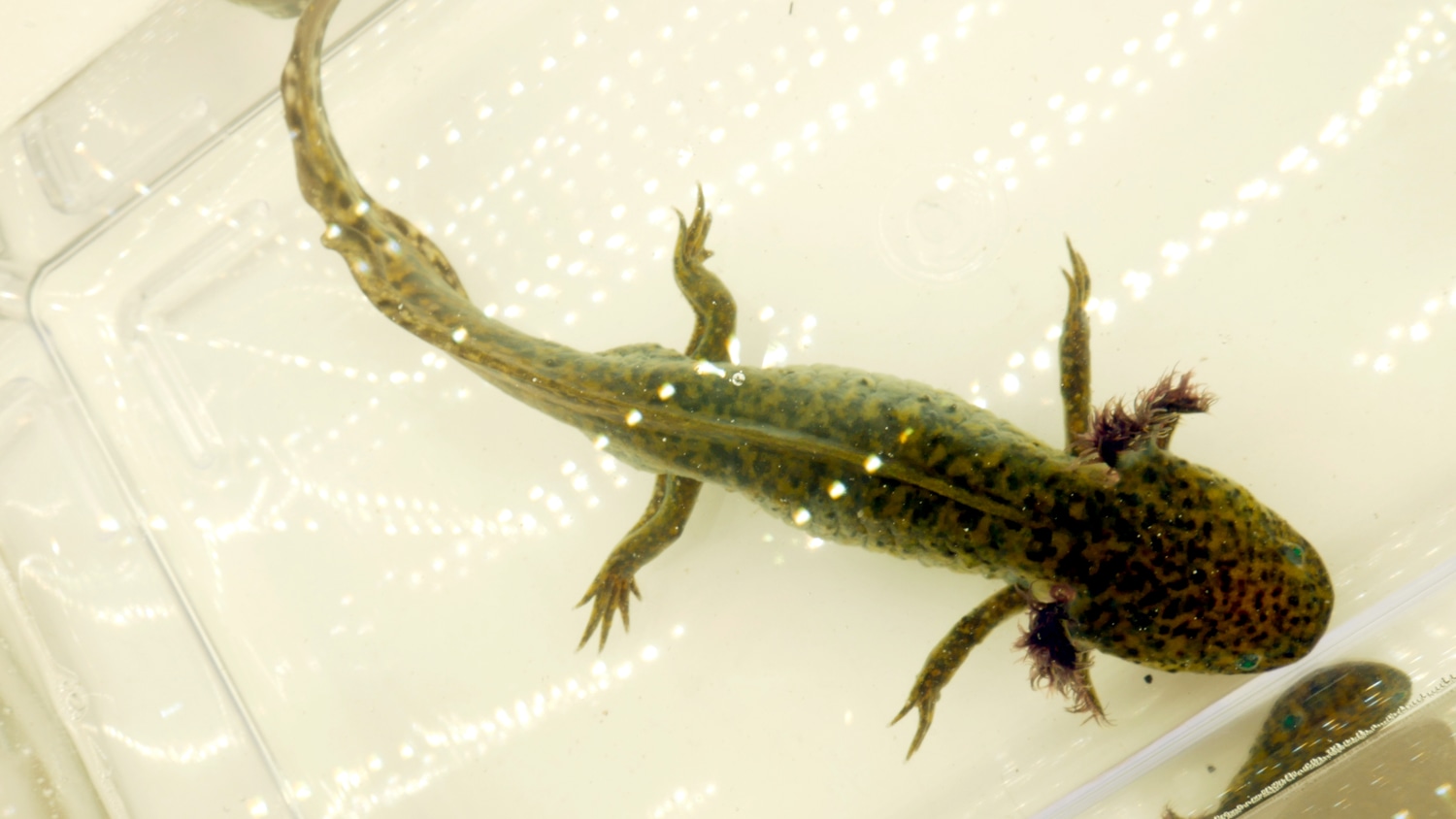 (Kinked) GFP Wild (Het Leucistic, Het Melanoid) Axolotl by Lotl Squad ...