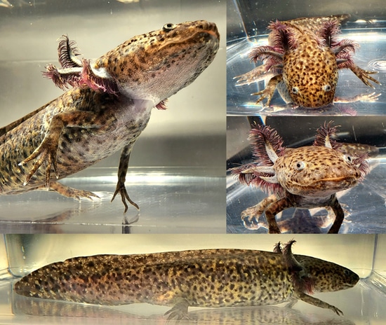 Female Wild-morph Axolotl *Free Shipping* (2 Hets) by Lotl Squad