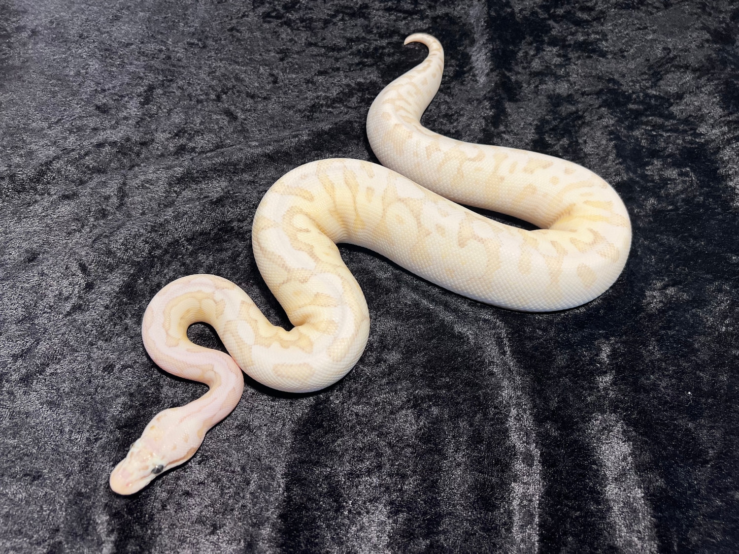Super Pastel Butter Fire Spider Het Clown Ball Python by LotsaBalls ...
