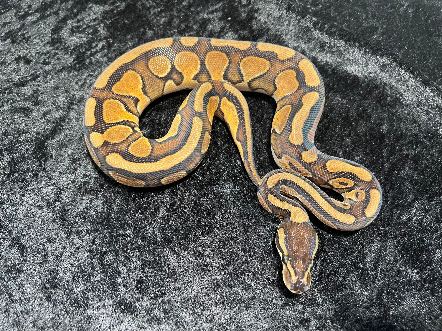 Enchi Cinnamon Het Pied Ball Python by LotsaBalls Reptiles - MorphMarket