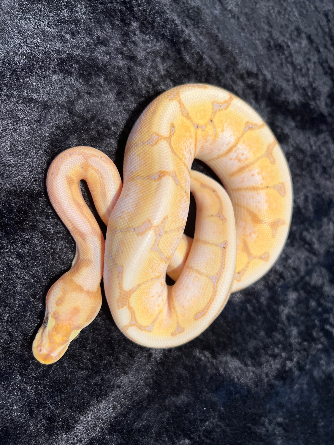 Coral Glow Spider Ball Python by LotsaBalls Reptiles - MorphMarket