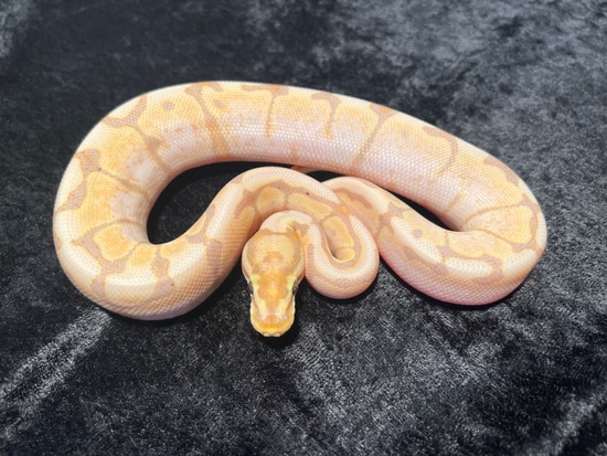 Coral Glow Spider Ball Python by LotsaBalls Reptiles