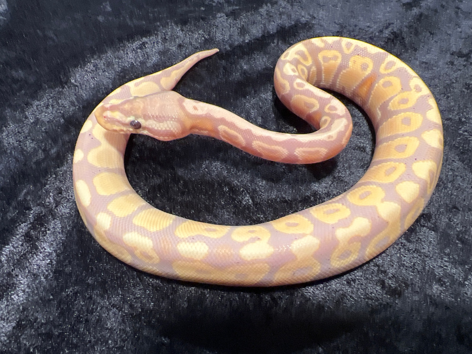 Coral Glow Ball Python by LotsaBalls Reptiles - MorphMarket