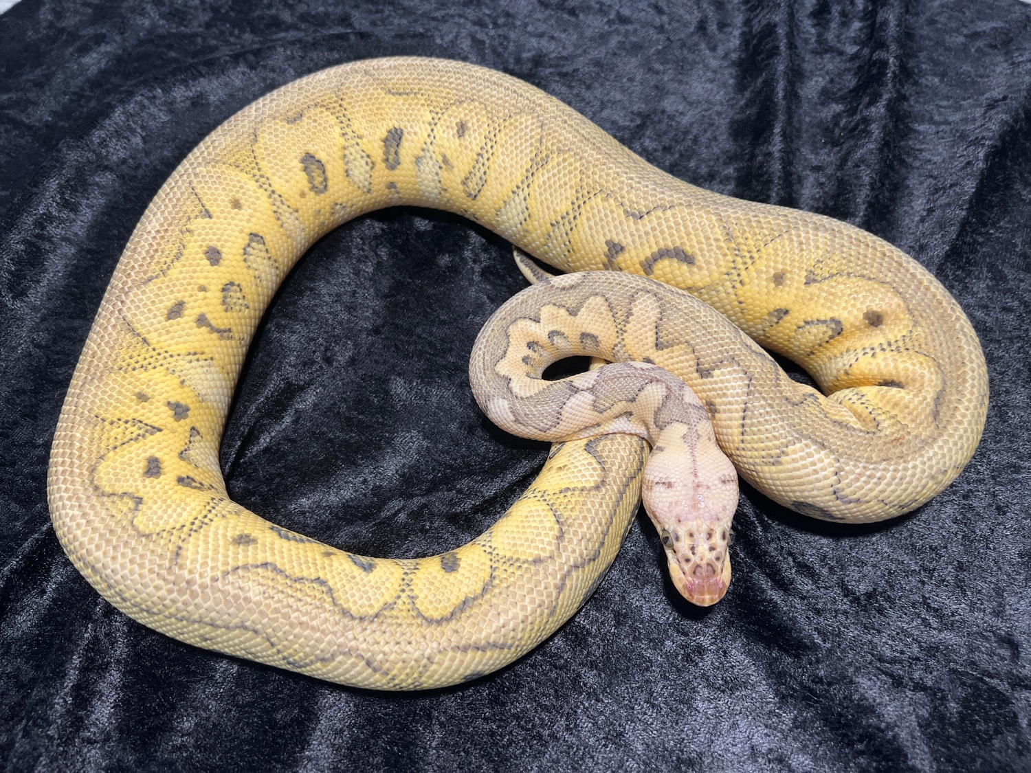 Super Pastel Clown Ball Python by LotsaBalls Reptiles - MorphMarket